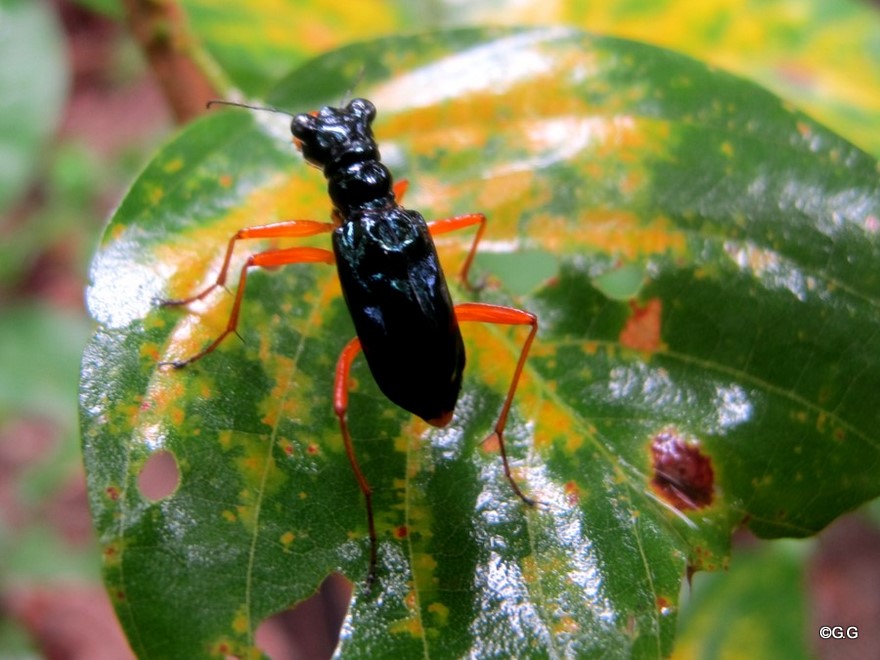 Nature Wonders Gershonized: Papua New Guinea collection of insects 9_2011