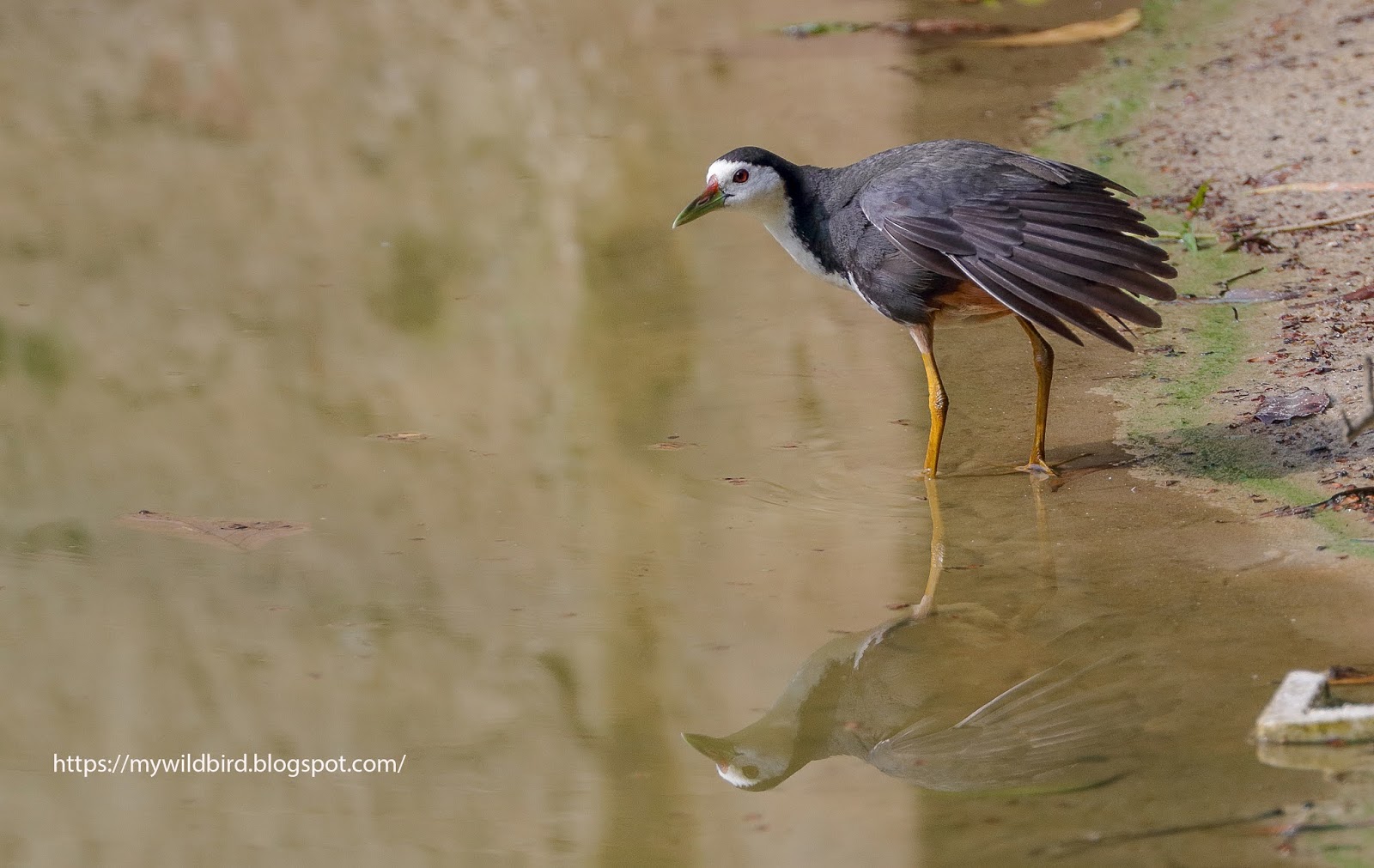 White-breasted Waterhen (Amaurornis phoenicurus) | Beauty of Wild Birds