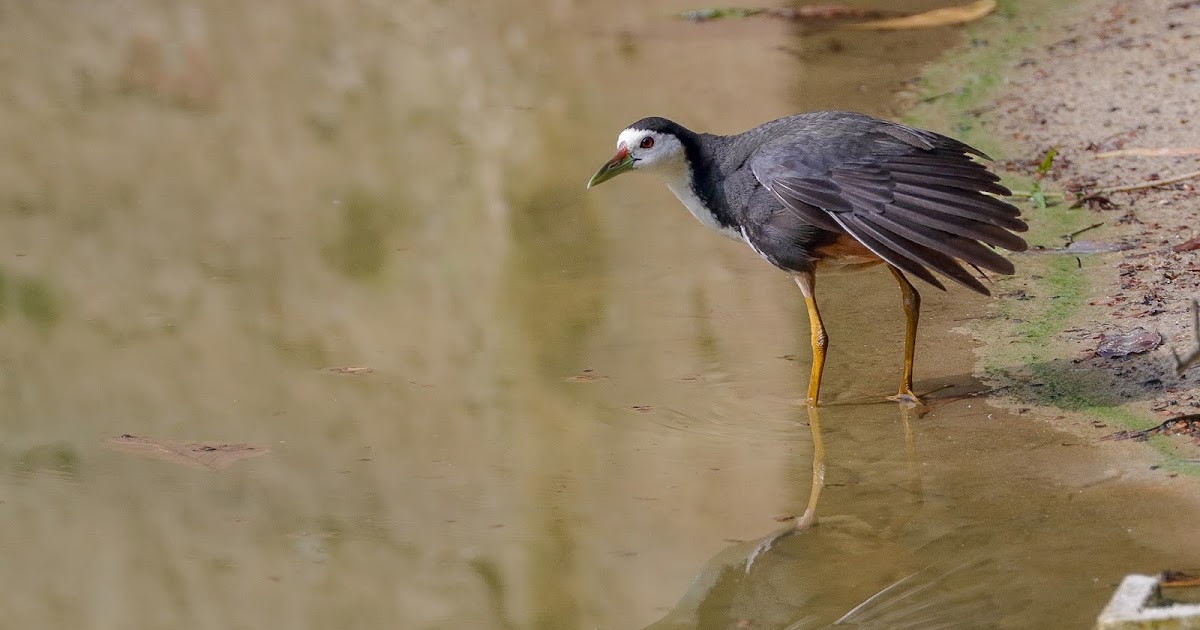 White-breasted Waterhen (Amaurornis phoenicurus) | Beauty of Wild Birds