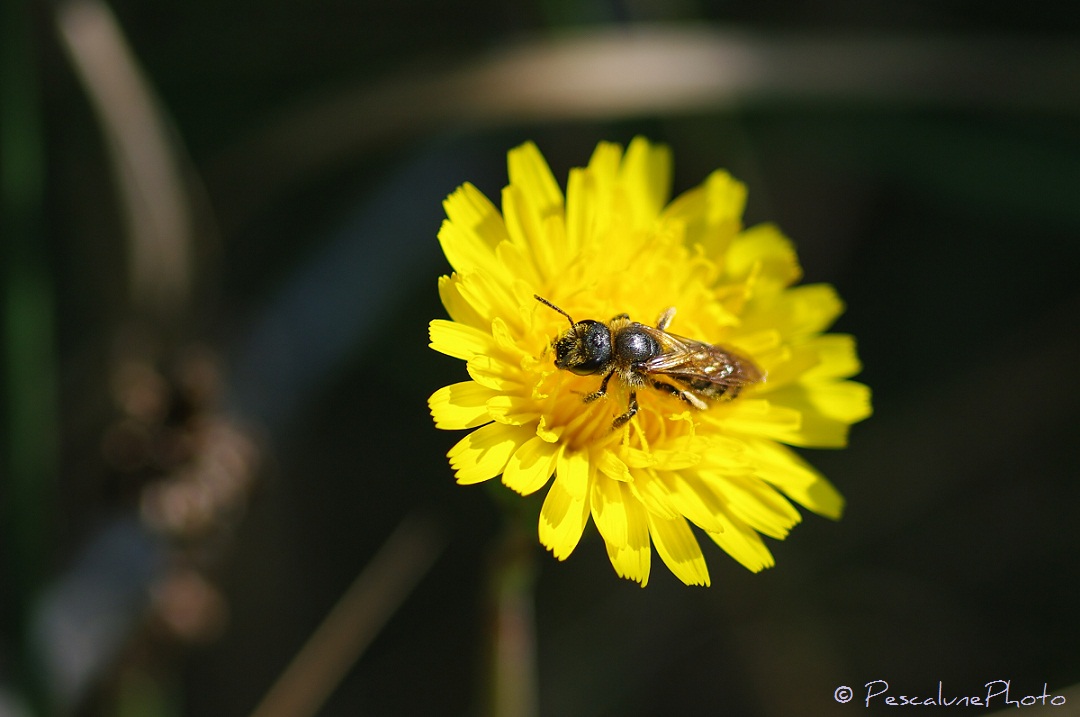 Pescalune Photo: A little summer bee