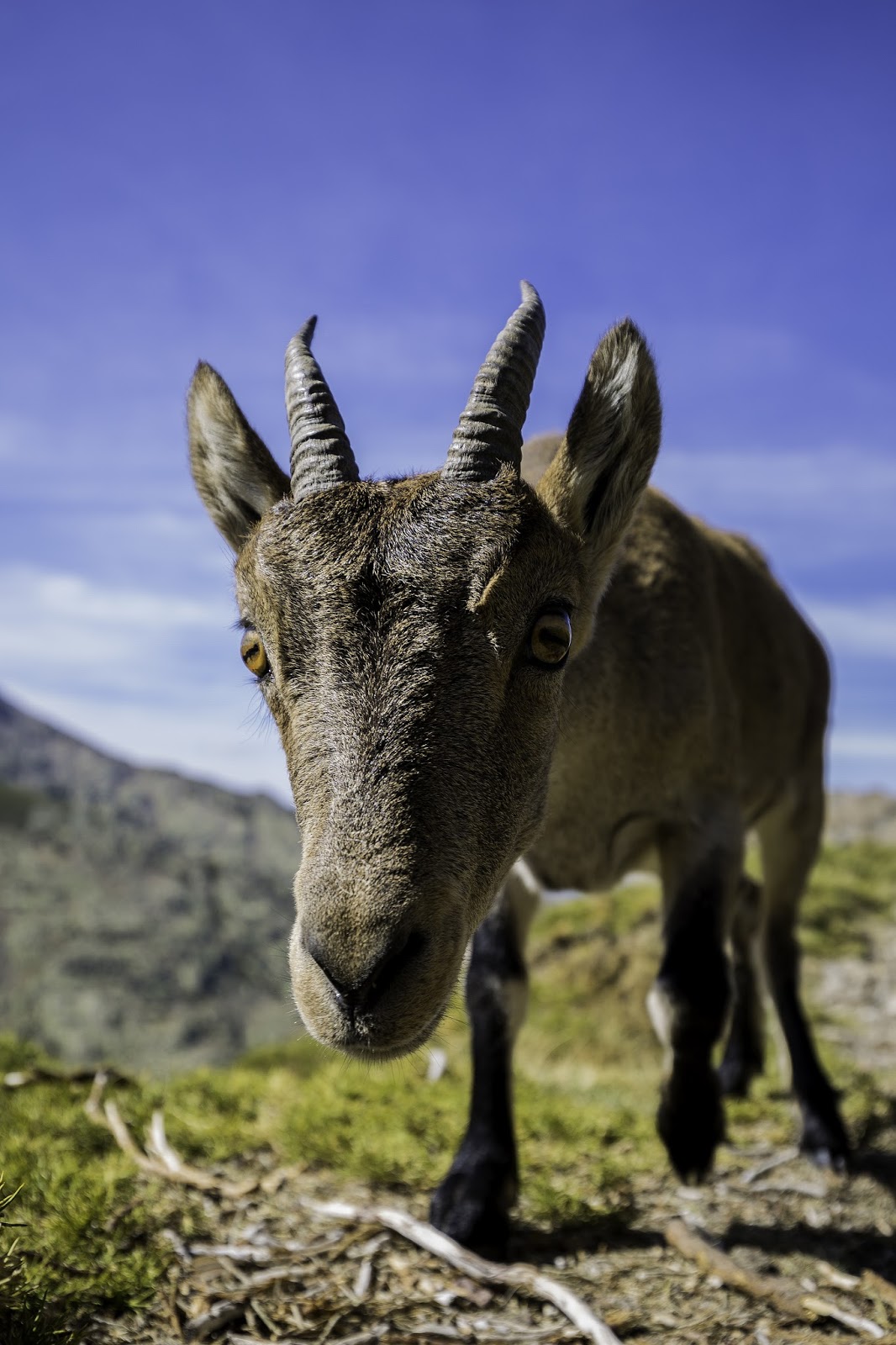 javier donoso lozano : CABRA MONTESA O IBICE IBERICO (CAPRA PYRENAICA)