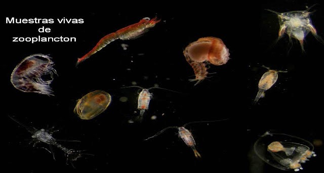 EL ZOOPLANCTON MARINO