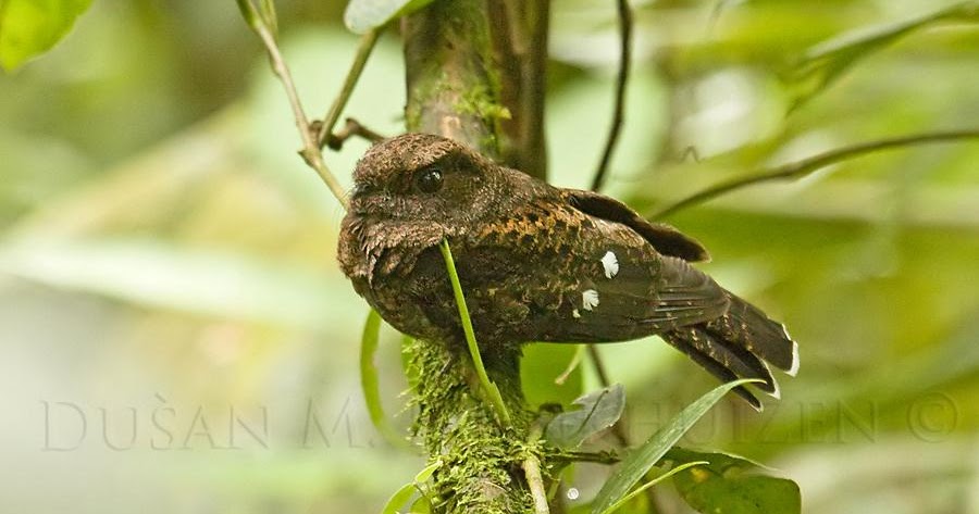 Tierra de cucos, cuclillos, críalos, turacos: Chotacabras del Chocó (Nyctiphrynus rosenbergi)