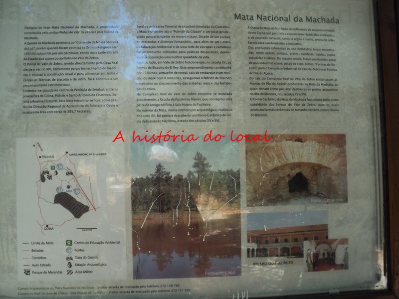 AS MINHAS IMAGENS: MATA NACIONAL DA MACHADA