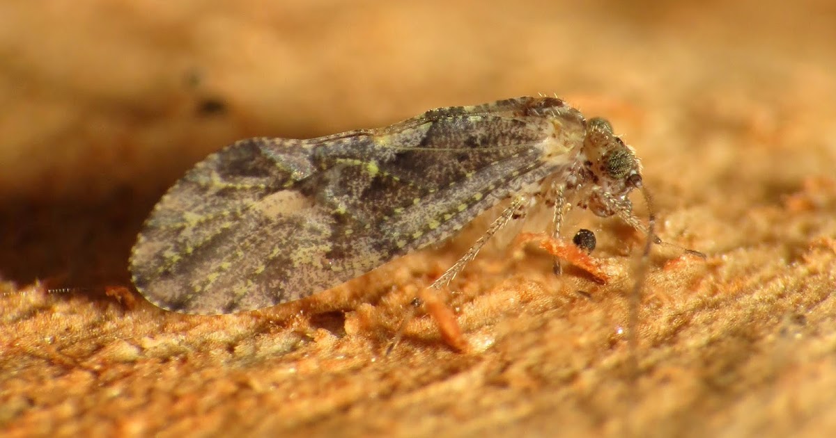 Variety of Life: Myopsocinae