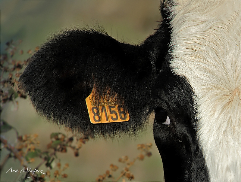 NATURANAFOTOS: Photomix