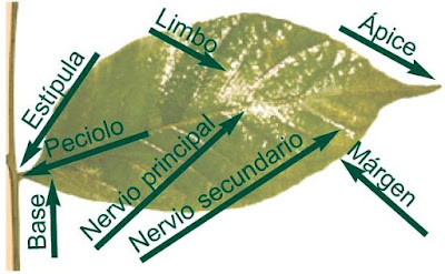 DE JESUS GÓMEZ: PARTES DE LA HOJA CON DIBUJOS