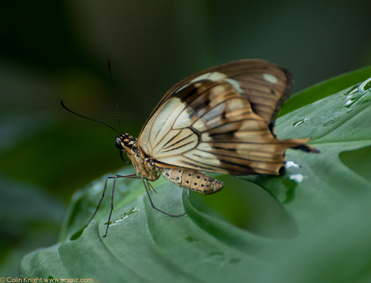 Postcards from Sussex: January 2013