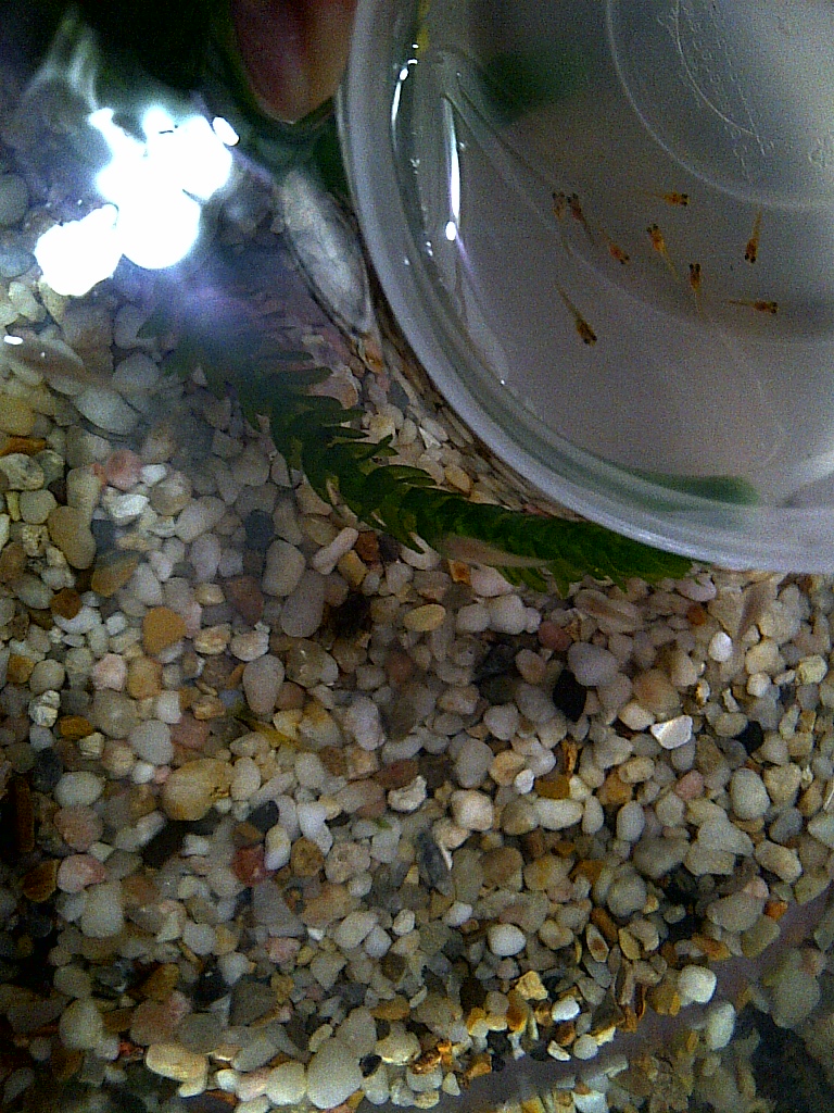 Si de peces quieres aprender este blog tendras que ver ¡!: Lavando la ...