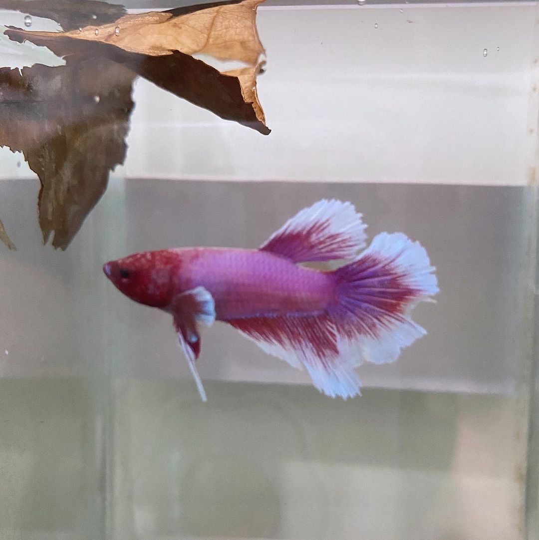 The Best Live Male Lavender Butterfly Halfmoon Tail Betta Splendens Fish