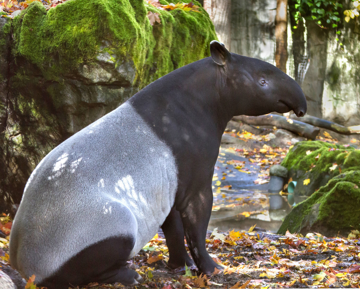 Malayan tapir Ulan is expecting her first baby this summer!