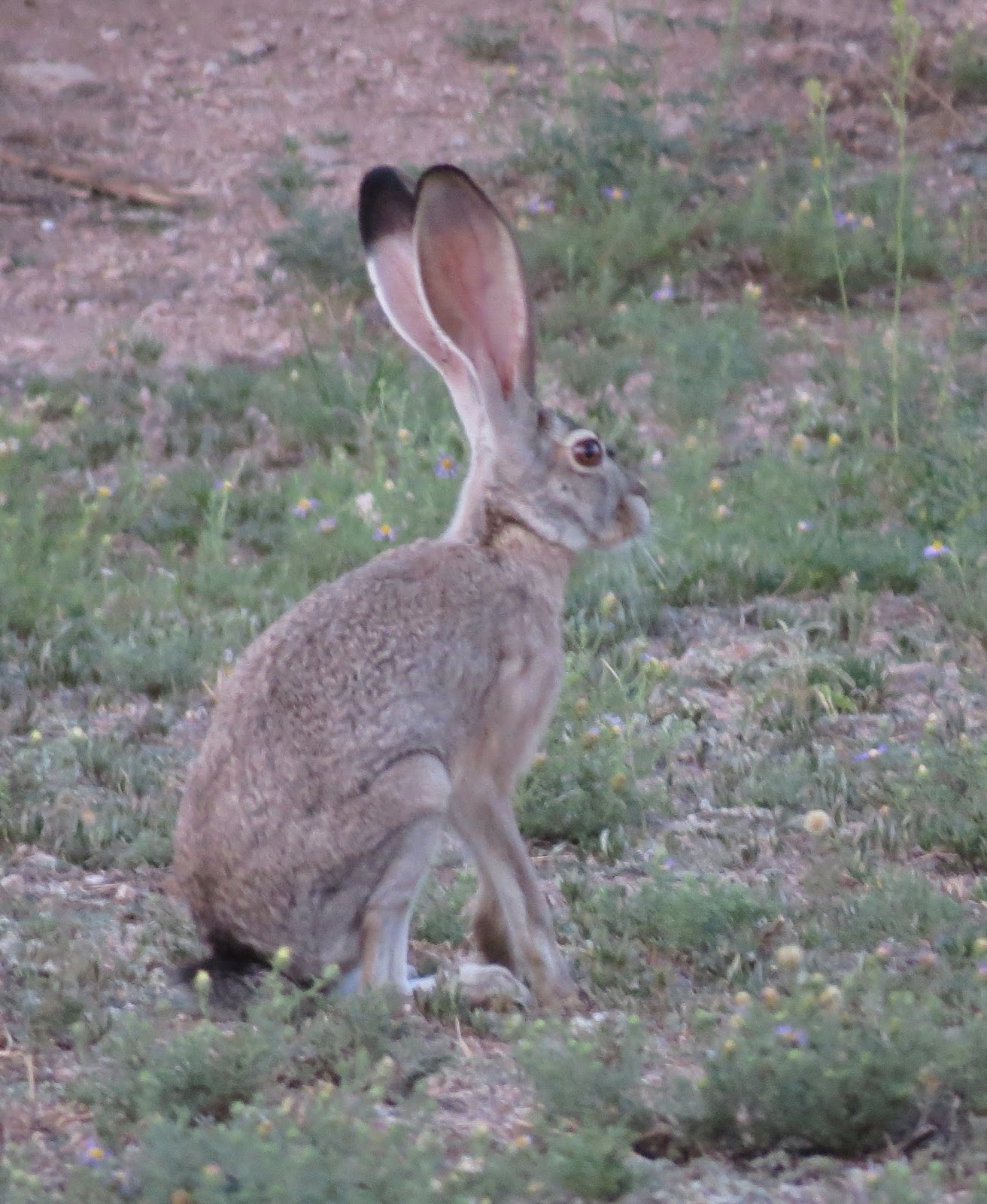 Bug Eric: New Mexico Dragonfly Blitz - Day 3