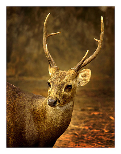 BAWEAN ADVENTURE: RUSA BAWEAN