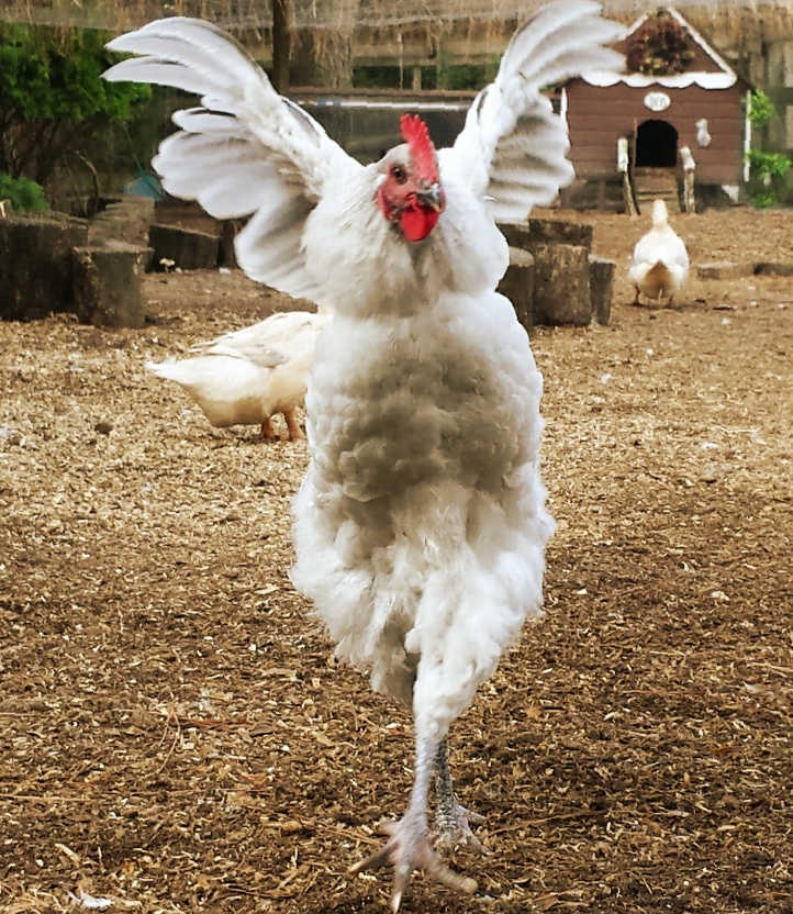 Lessons Learned about Roosters - Fresh Eggs Daily® with Lisa Steele