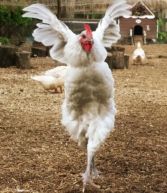 Lessons Learned about Roosters - Fresh Eggs Daily® with Lisa Steele