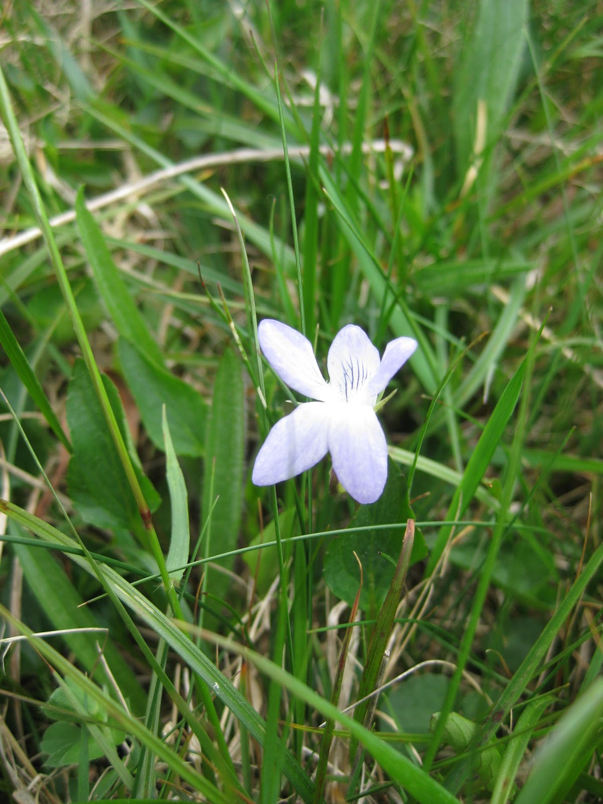 BSBI Cymru: Monitoring spotted rock rose (Tuberaria guttata)