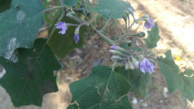 තිත්ත තිබ්බටු - Thiththa Thibbatu