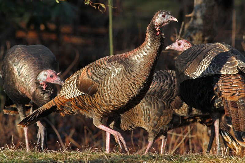 View from the Cape: Turkey Time