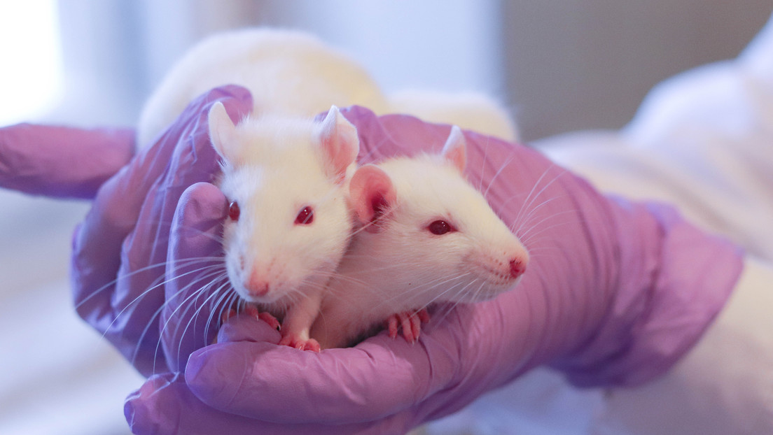 Experimento científico logra que ratas macho queden preñadas y den a ... Experimento científico logra que ratas macho queden preñadas y den a ...