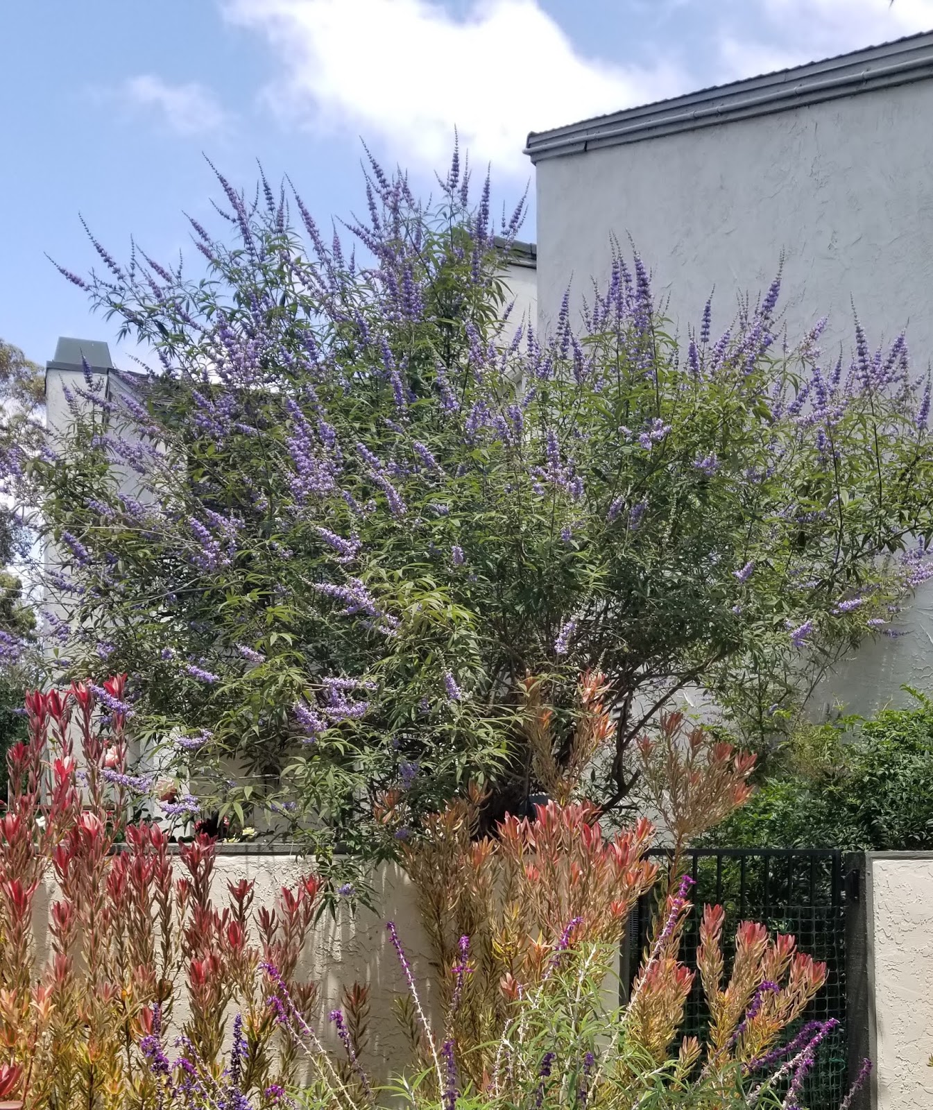 The 2 Minute Gardener: Photo - Chaste Tree (Vitex agnus-caste)