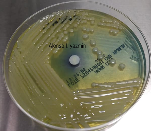Bioquímica Diagnóstica BQD-YAI: Klebsiella oxytoca