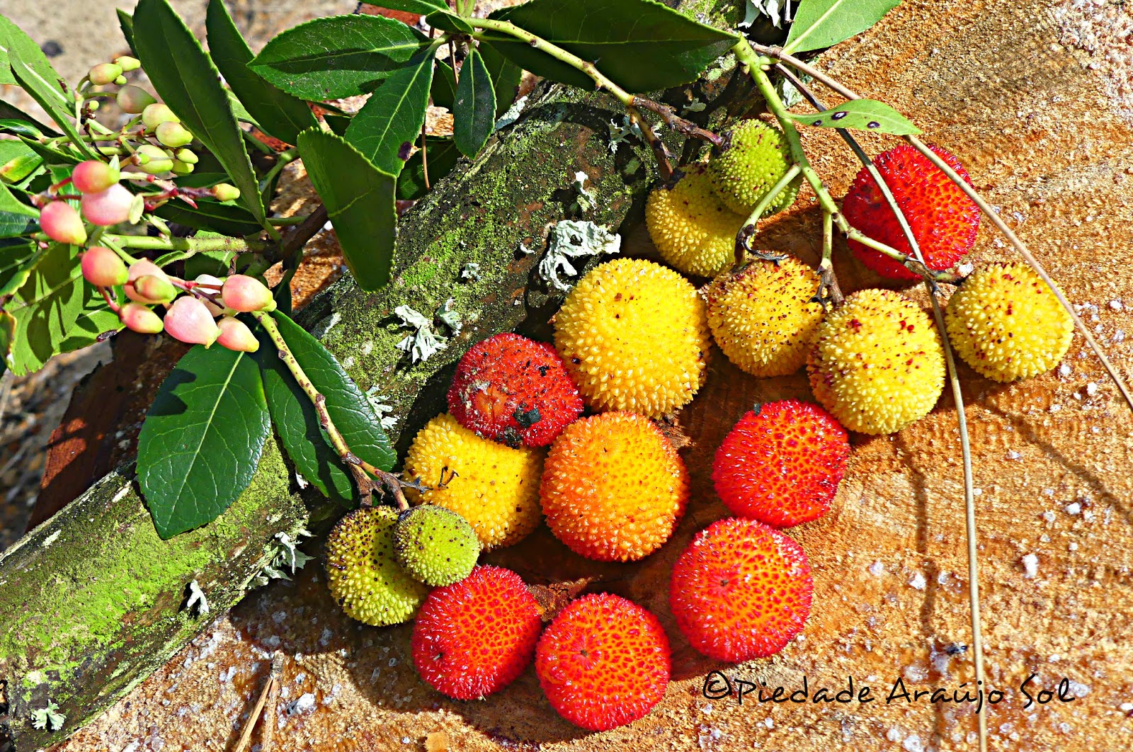 poesia em imagens: Medronhos