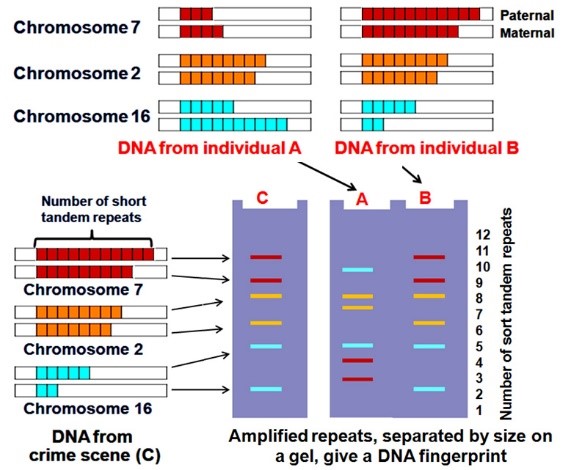 Molecular Basis of Inheritance - Notes | Class 12 | Part 10: DNA ...