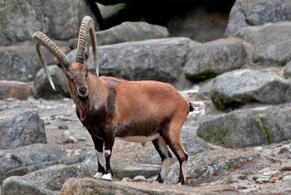 Путь Шамана. Арфы нет - возьмите бубен :): Bucardo. И снова здравствуйте...