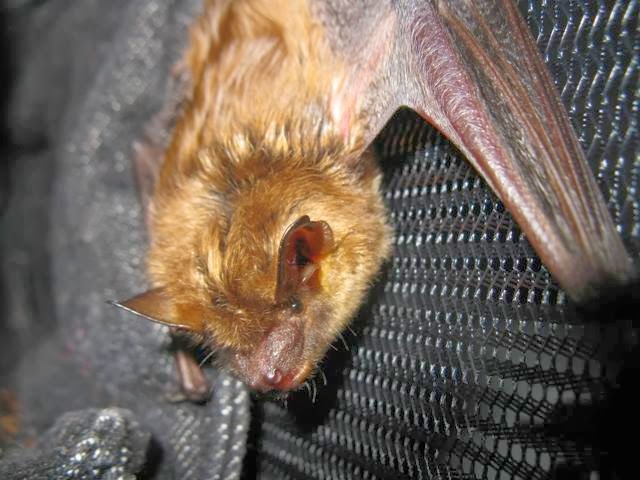 Claw Scratches from "Scratching at the Window": The bats at Salthaven