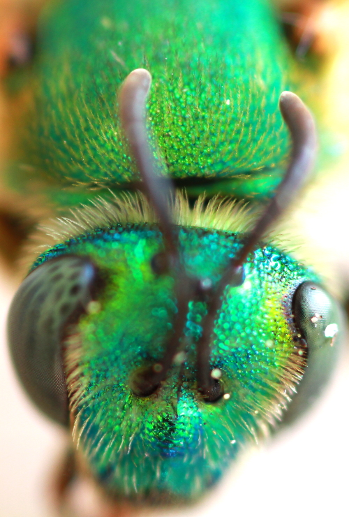 GetawayMoments: Green Bee Macro Deconstruction