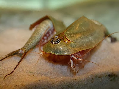 Triops, The 350 Million Years Old Species - For Fum And Interesting ...