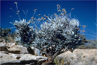 EL CAJON DE LOS CONOCIMIENTOS: GUAYULE