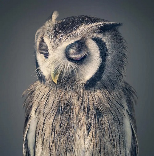 My Owl Barn: Award Winning Photographer Focuses His Lens On Endangered ...