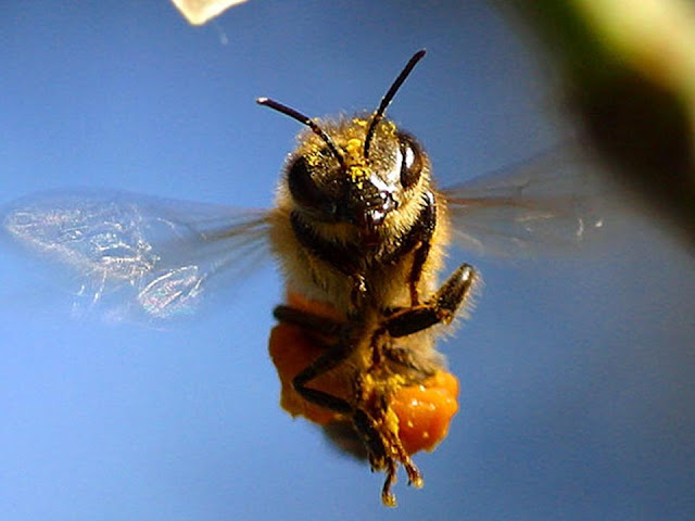 Abejas volando - Imagui