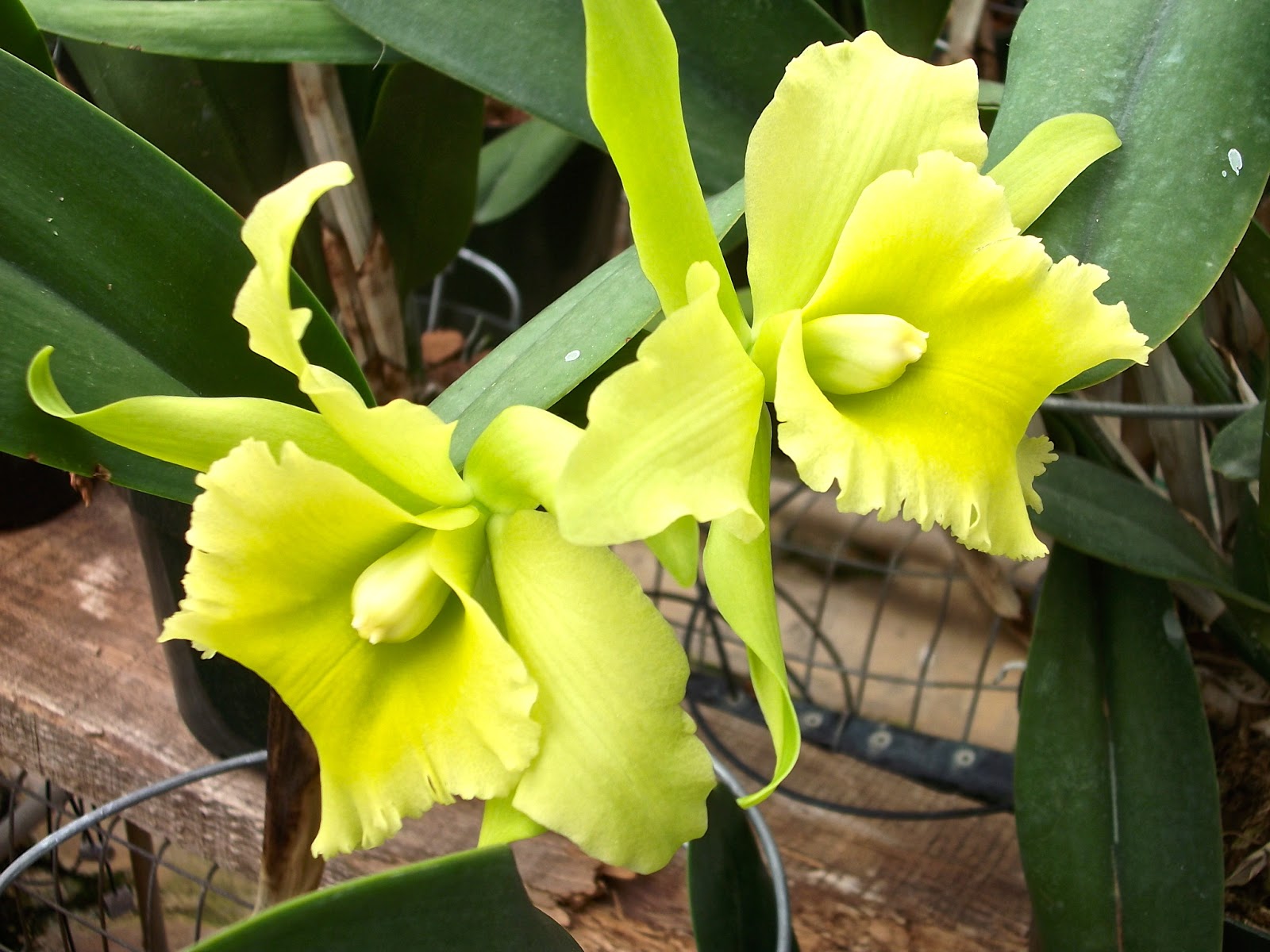 Bunga Orkid: Orkid Flower