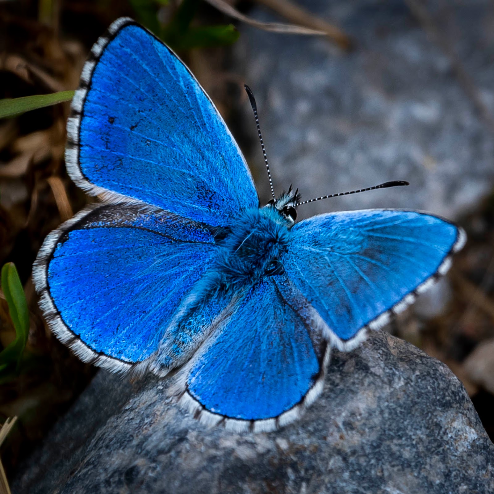 El hacedor de sueños: "Mariposa" (Butterfly), de Margaret Atwood