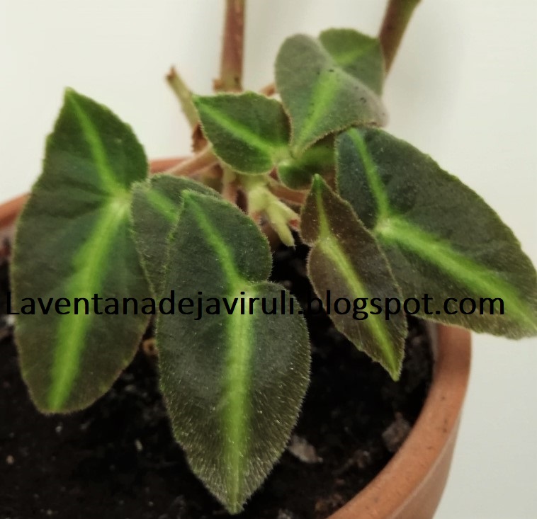 LA VENTANA DE JAVIRULI: PLANTAS DE INTERIOR (87): BEGONIA LISTADA ...