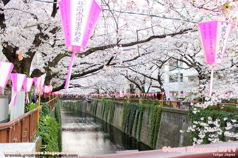 Travel around the world.: ชมความงามของดอกซากุระบานในฤดูใบไม้ผลิที่ ...