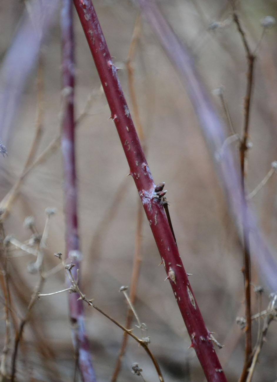 Woods Walks and Wildlife: Winter Color in the Woods