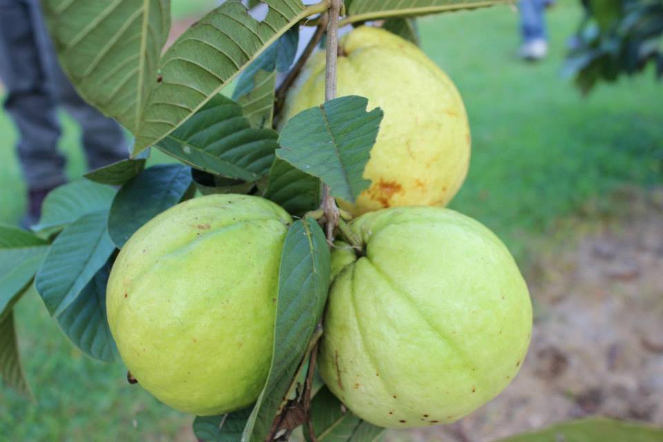 Daleys Fruit Tree Blog: John Picone's Orchard - Perhaps Best Home ...