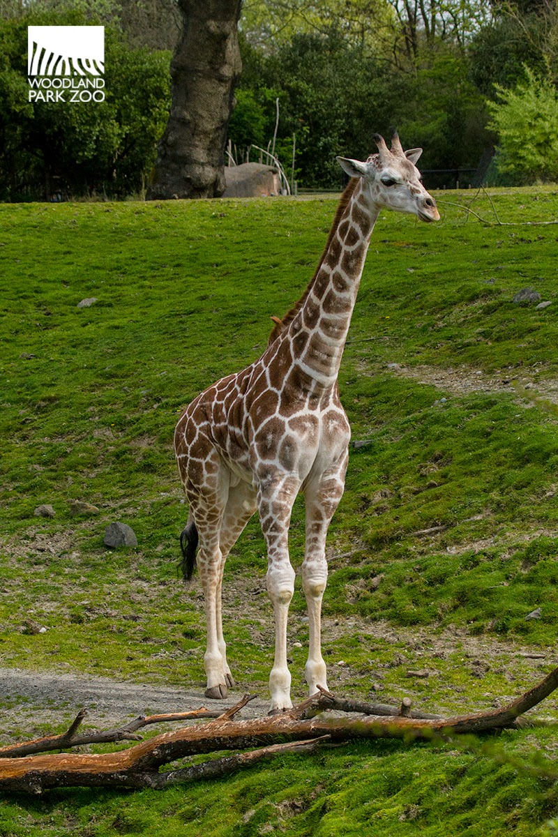 Who’s Your Favorite Giraffe at the Zoo?