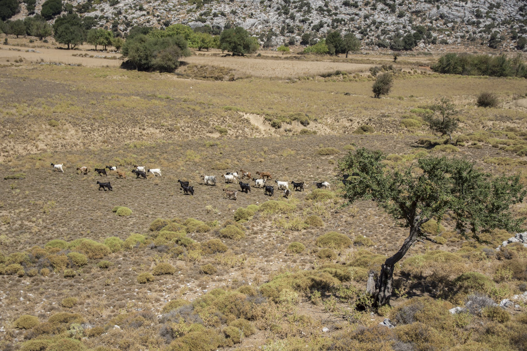 EXPLORE MOUNTAINS: ΚΟΡΥΦΗ ΣΚΛΟΚΑ (ΟΡΟΠΕΔΙΟ ΛΑΣΙΘΙΟΥ) 1298μ.