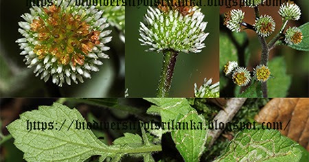 Biodiversity of Sri Lanka: මහ කිඹු [Maha Kimbu] (Dichrocephala ...