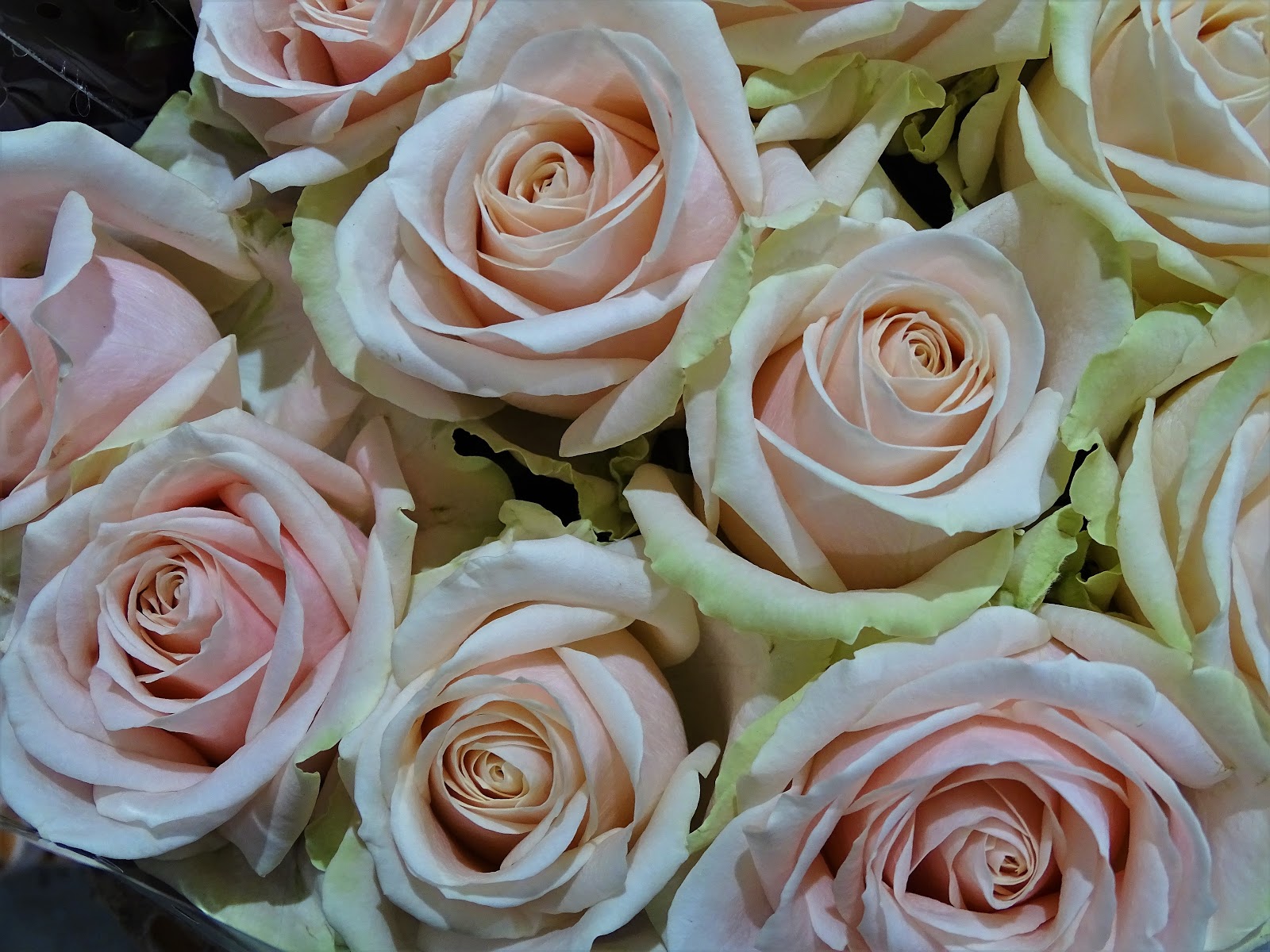 Yorkshire Pudding: Flowers