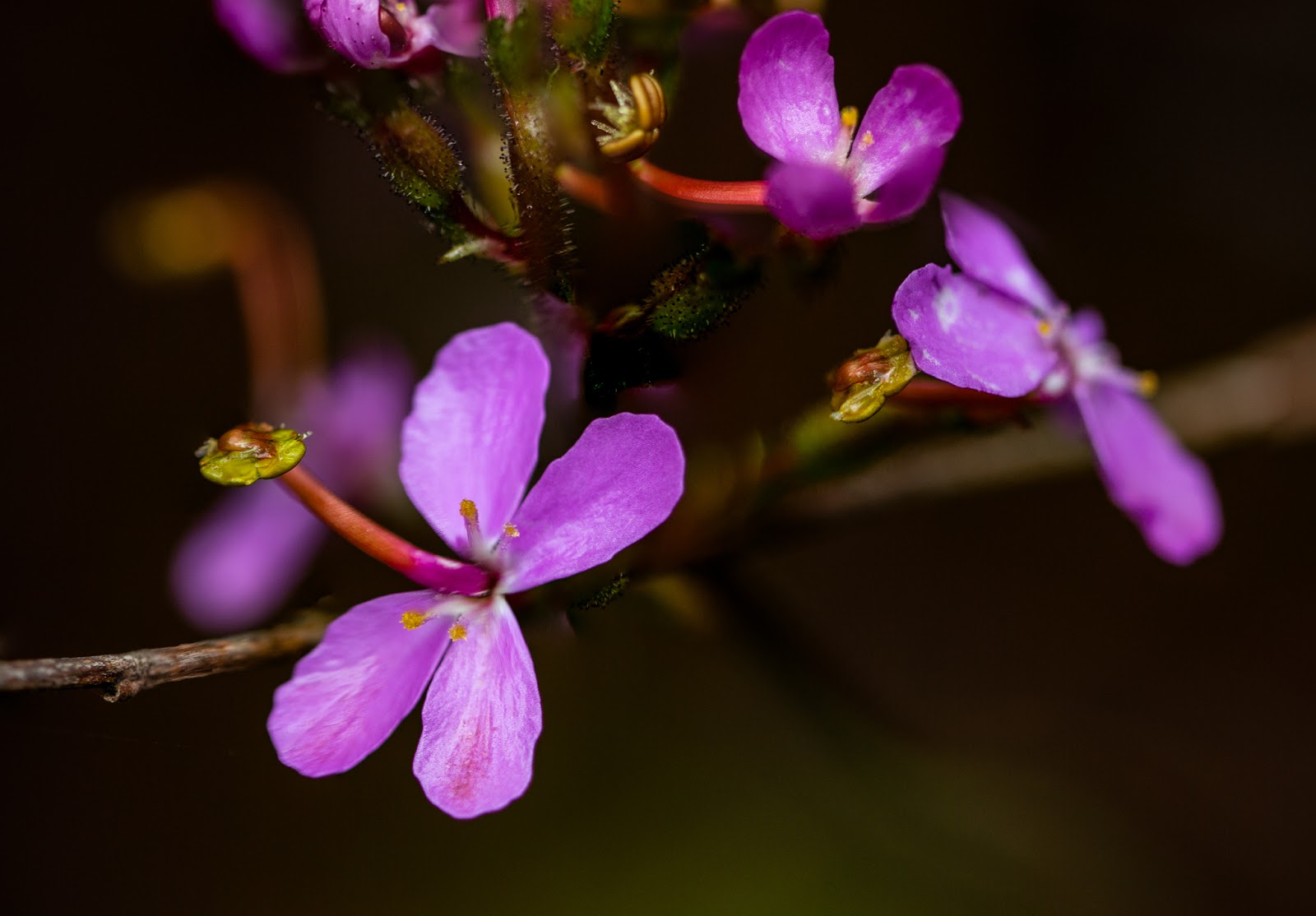 Australian Trigger Plant – Stylidium