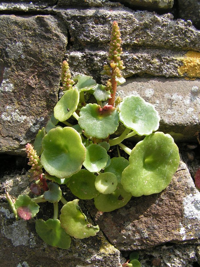 Raw Edible Plants: ﻿Navelwort (Umbilicus rupestris)