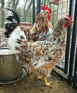 Aloha Chickens: Aloha Chicken Breed Standard