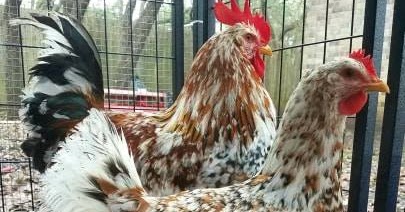 Aloha Chickens: Aloha Chicken Breed Standard