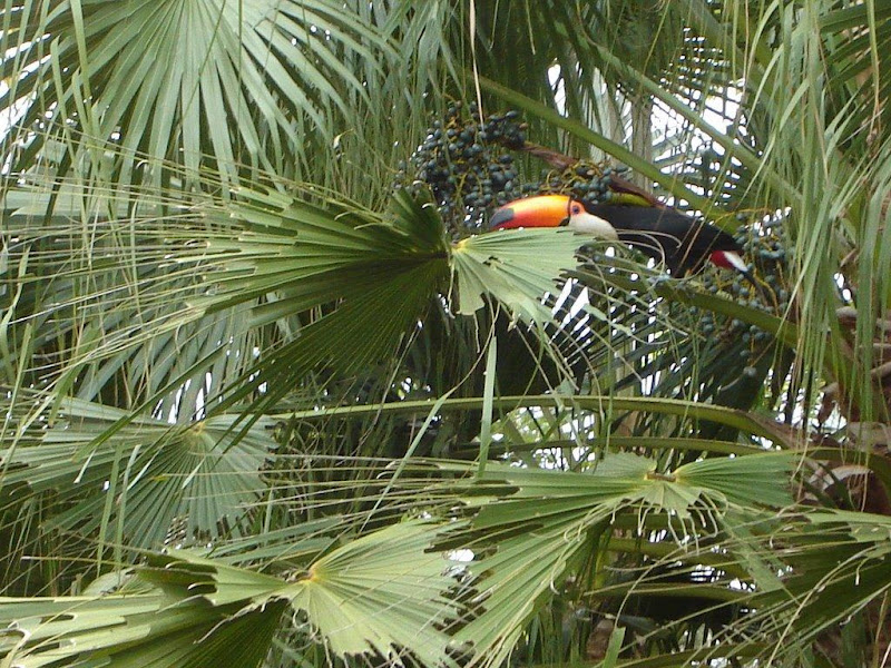 LEAVES OF GRASS: TOUCANS... TUCANOS...