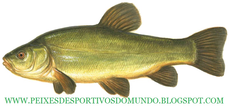PEIXES DESPORTIVOS DO MUNDO: A TENCA - Tinca tinca (Linnaeus, 1758)